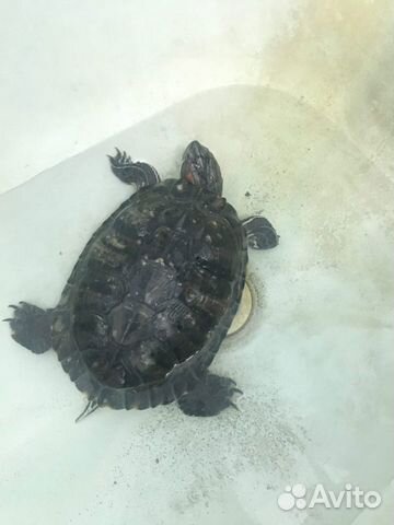 Черепаха
