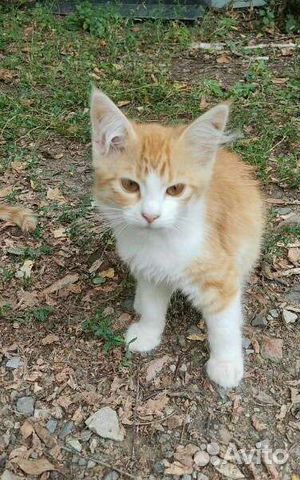 Котенок плюшевый в дар