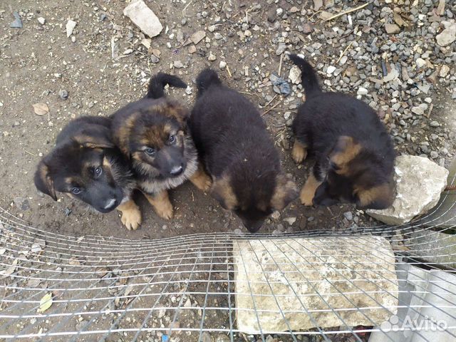 Щенята немецкой овчарки