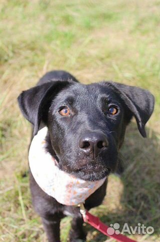 Весёлый щенок Альф ищет дом