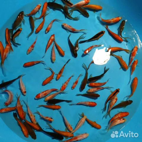 Карась Комета