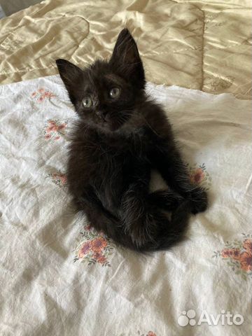 Кошка с ладошку в добрые руки