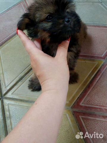 Маленькие собаки