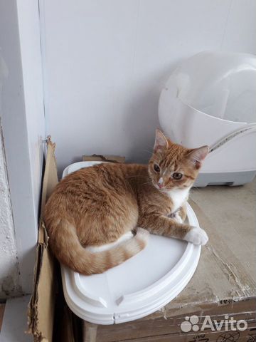 Рыжий котик-подросток,4 мес