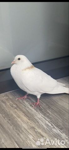Белый голубь - Гривун Высоколетный