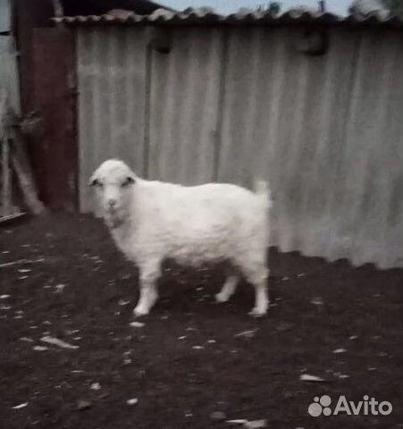 Козел