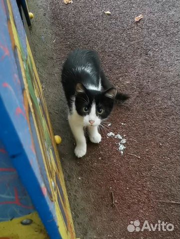 2 дня на поиск дома, котёнок 3 мес