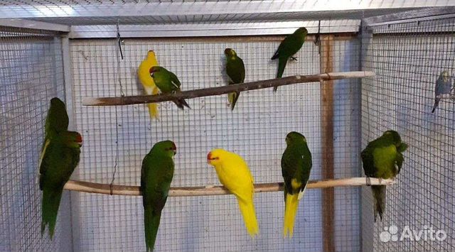 Попугай Какарик