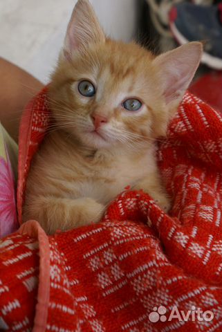 Котята уникального окраса
