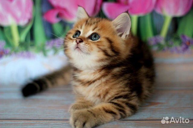 Брутальный красавчик черный мрамор на золоте