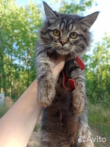 Котенок Лето в добрые руки