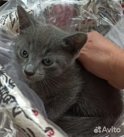 Русская голубая мальчик