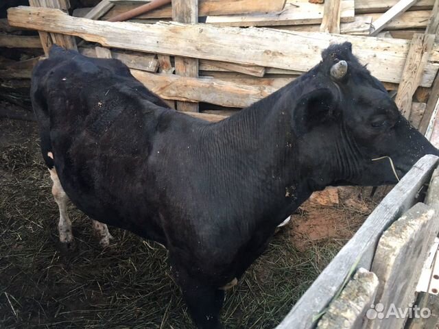 Продаю телят.Телка 9 месяцев-30 000,телка 3 месяца
