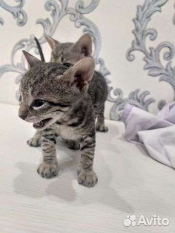 Донской сфинкс котята