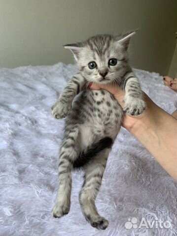 Шотландские котята