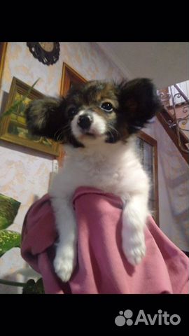 Папийон