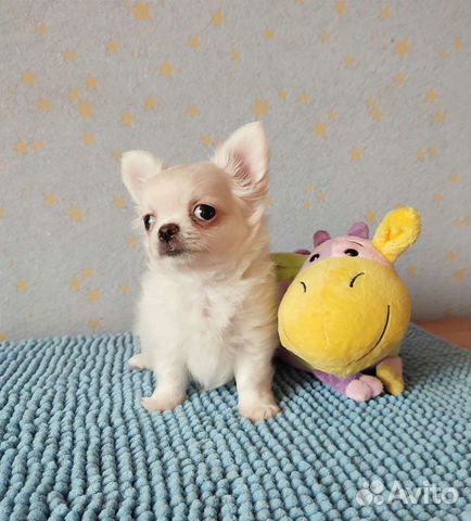 Зайчик чихуахуа