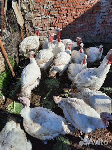 Индюки хайбрид конвертер