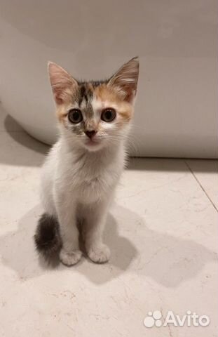 Котенок трехцветный