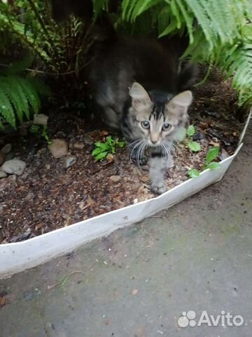 Котята в добрые руки бесплатно
