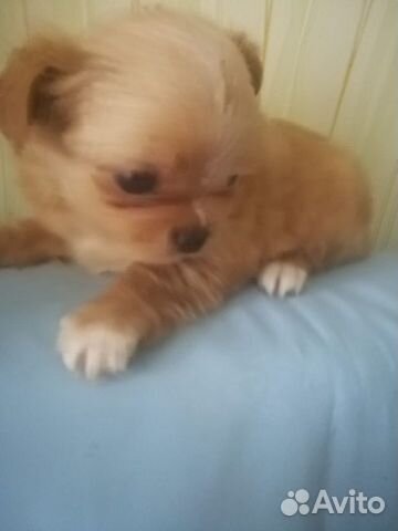 Чихуахуа мальчик белый крем