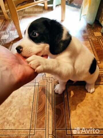 Щенок русского спаниеля