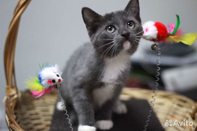 Мика дымчатый котенок, девочка 3 мес