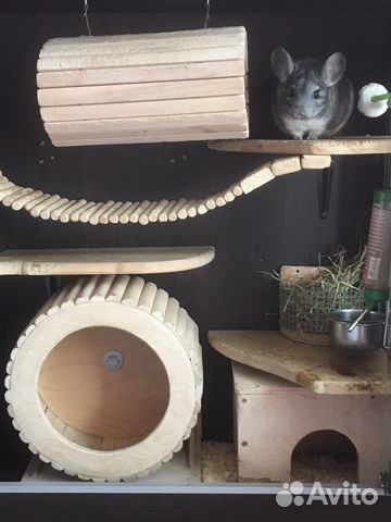 Продаю шиншилу вместе с витриной и всем инвентарем