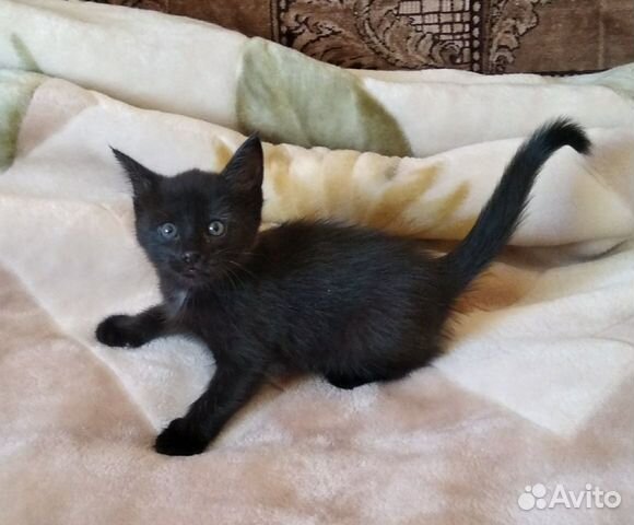 Отдадим котят в хорошие руки