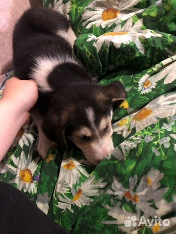 Аляскинский маламут