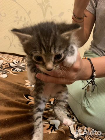 Котенок в добрые руки