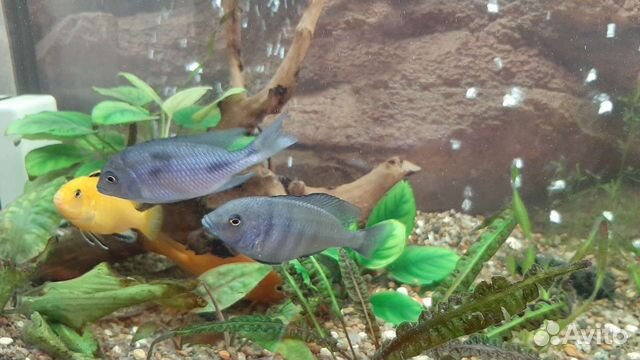 Цихлиды бесплатно