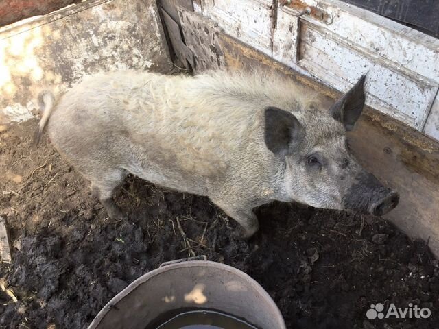 Хряк венгерская мангалица