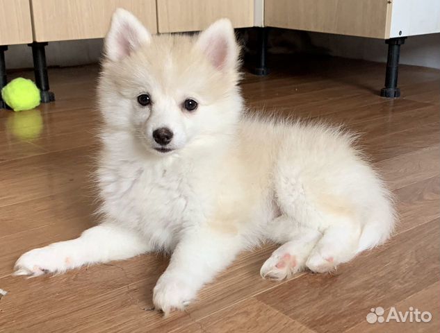 Щенок Помски