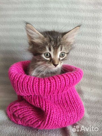 Отдам веселых котят в добрые руки