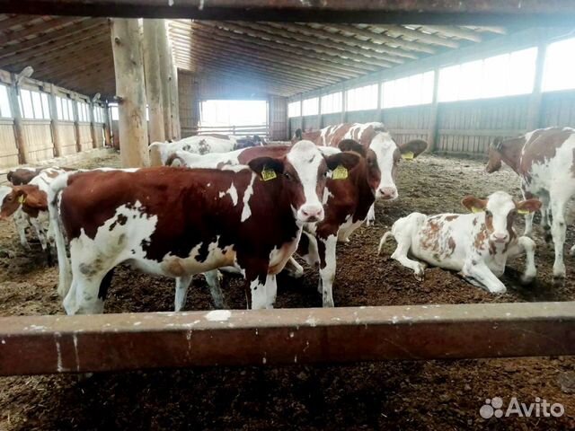 Племенные красно-пестрые