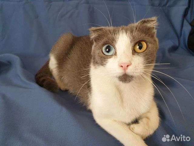 Кошка в хорошие руки