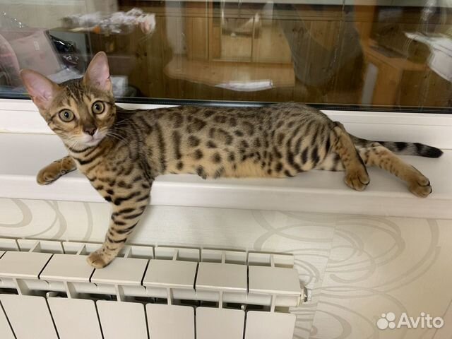 Бенгальская кошка