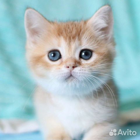 Роскошный котик страйт золотая шиншилла