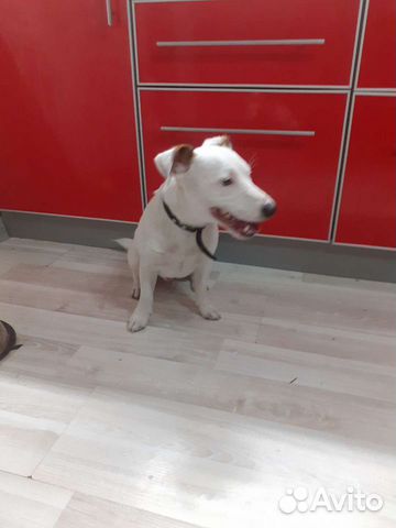 Найдена собака