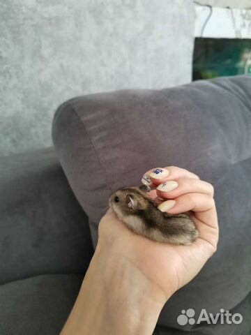 Хомяки джунгарики