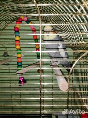 Попугай карелла