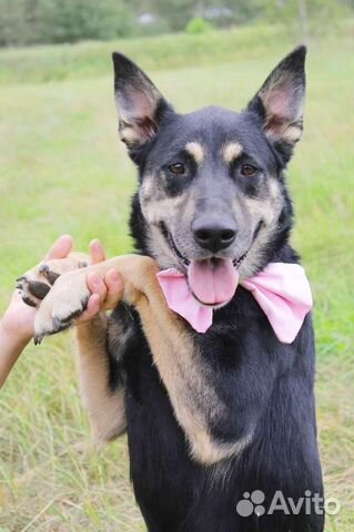 Собака в добрые руки