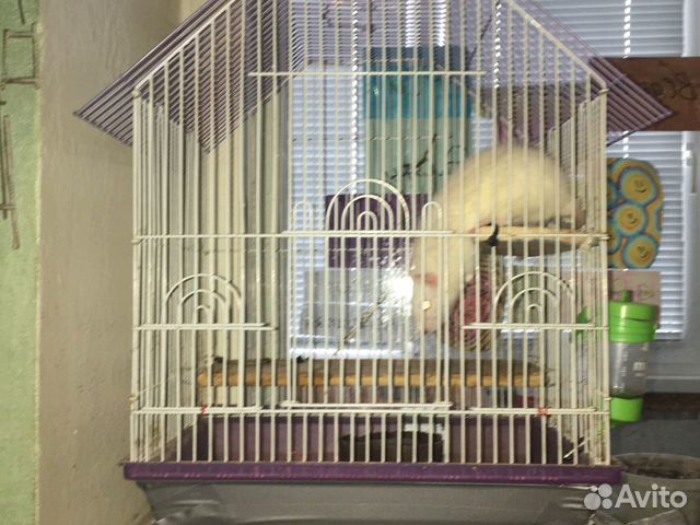 Крыса девочка (альбинос) с клеткой