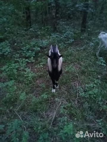 Коза