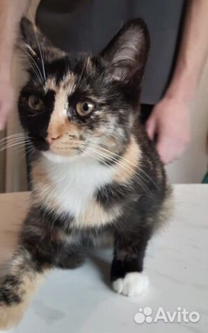 Котёнок Мила ищет хозяина. Отдадим в хорошие руки