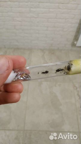 Муравьи Lasius Niger