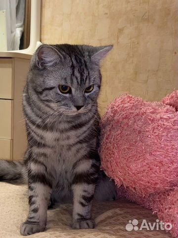 Шотландский кот приглашает на вязку