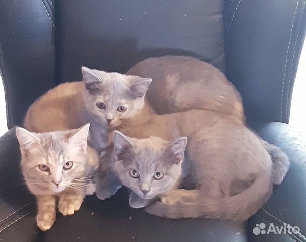 Котята в добрые руки