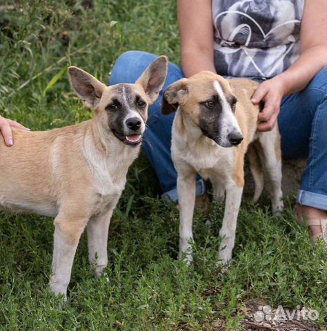 Щенки звонки